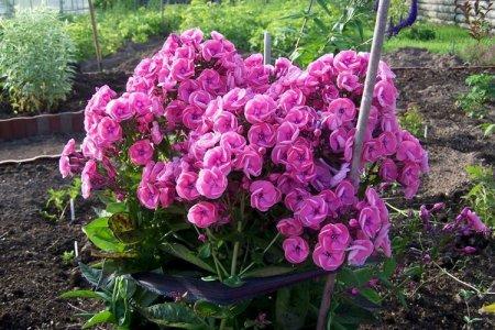 Флоксы (60 фото) - виды, уход и выращивание