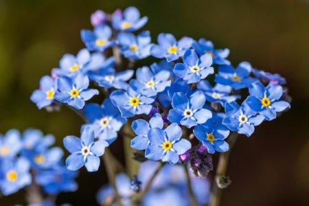 Незабудки (60 фото) - виды, уход и выращивание в открытом грунте