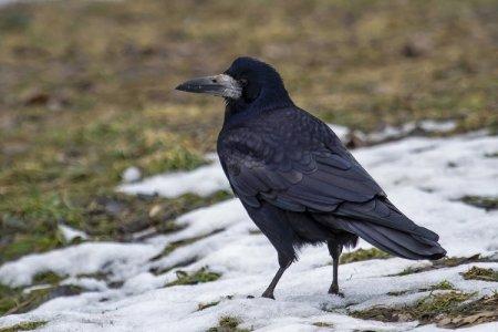 Грач (60 фото) - описание птицы, чем питается и где обитает