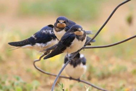 Ласточка (50 фото) - описание птицы, чем питается и где обитает