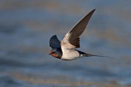 Ласточка (50 фото) - описание птицы, чем питается и где обитает