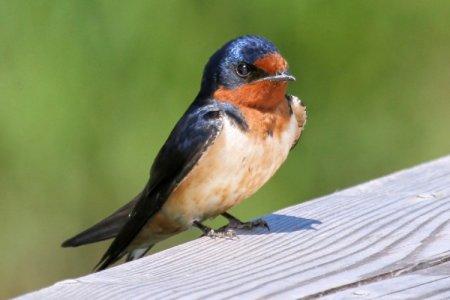 Ласточка (50 фото) - описание птицы, чем питается и где обитает