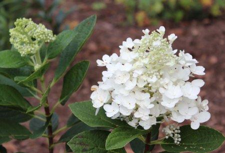 Метельчатая гортензия (70 фото): сорта, правильный уход и выращивание