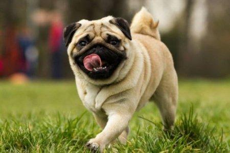 Мопсы - описание породы, характер и уход (60 фото)